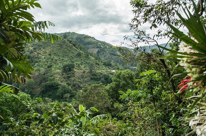 Blue Mountain Private Tour in Jamaica - The Experience from Reviews and Expert Insight