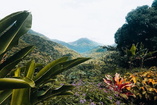 Blue Mountain Private Tour in Jamaica - FAQ