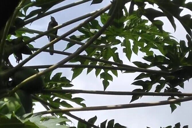 Blue Mountain Sight-Seeing & Nature Trail Hike with Private Guide - Frequently Asked Questions