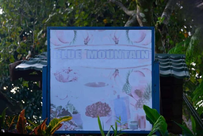 Blue Mountain Tour: A Half-Day Escape from Kingston - An In-Depth Look at the Blue Mountain Tour