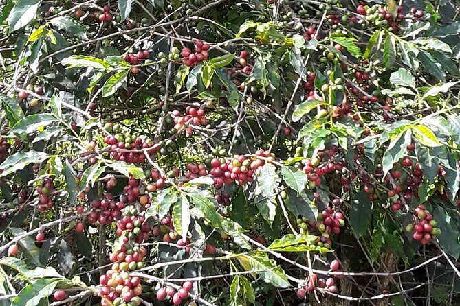 Blue Mountain Tour with Hotel Transportation - The Itinerary Breakdown