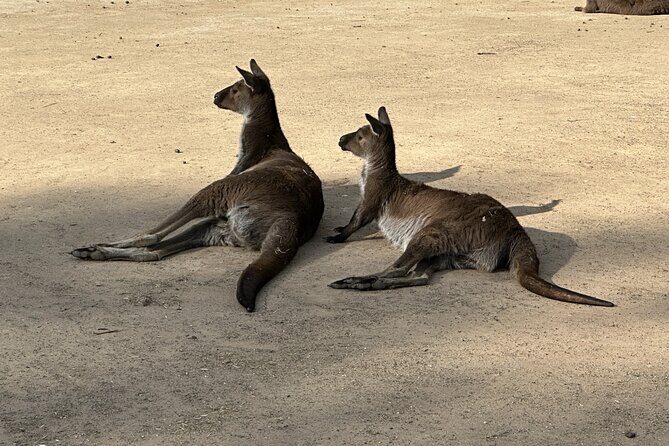 Blue Mountains and Australian Native Animals - The Sum Up: Who Should Consider This Tour?
