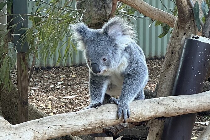 Blue Mountains and Australian Native Animals - FAQ: Common Questions About This Tour
