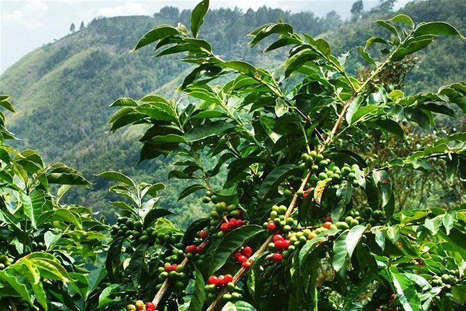 Blue Mountains Coffee Private Tour from Kingston - The Value in the Experience