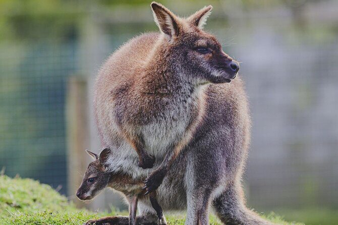 Blue Mountains Day Tour : Featherdale & Bush walk (15 ppl LUX) - Featherdale Wildlife Park