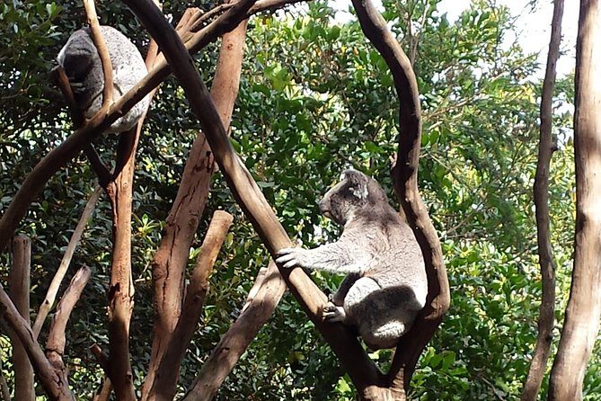 Blue Mountains Day Tour With Bushwalks, Waterfalls & Featherdale - A Balanced Look at the Blue Mountains Day Tour