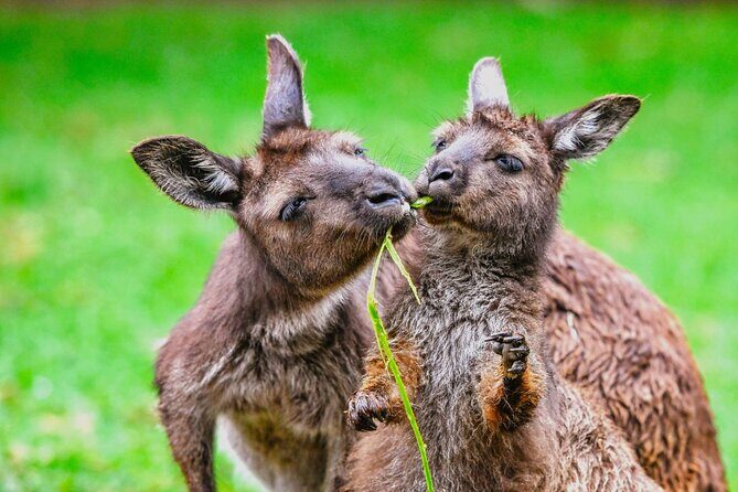Blue Mountains Day Tour with Wildlife and Scenic World - The Sum Up