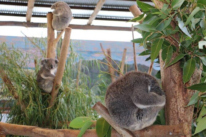 Blue Mountains Experience - Timeless Nature on a grand scale - Who Should Consider This Tour?