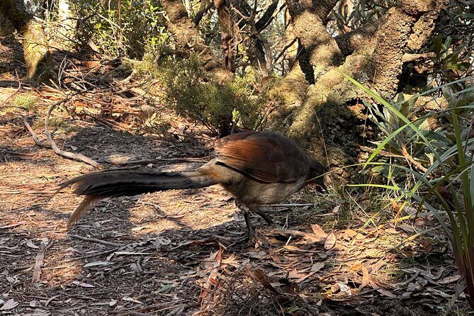 Blue Mountains Full Day Guided Tour - FAQ