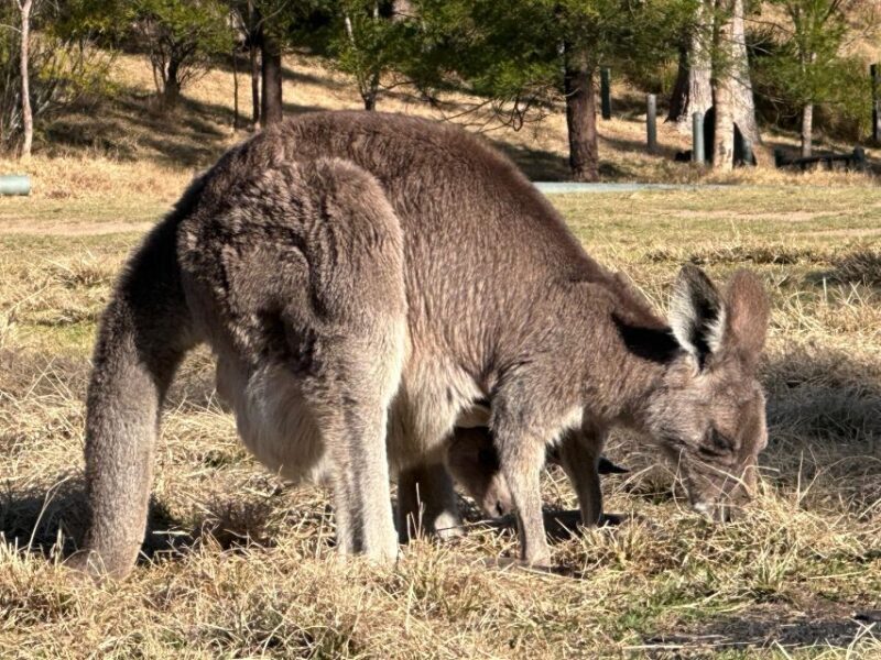Blue Mountains: Full Day Guided Tour with Lunch - Practical Tips for Travelers