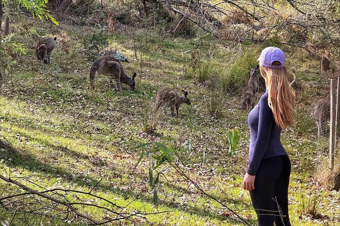 Blue Mountains Helicopter and 4WD Eco Tour Experience - Practical Details and Considerations