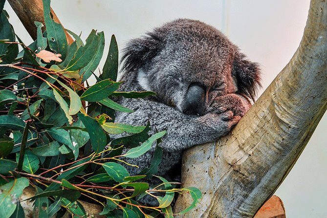 Blue Mountains Highlights, Wildlife Park and Scenic World Full Day Private Tour - Key Points