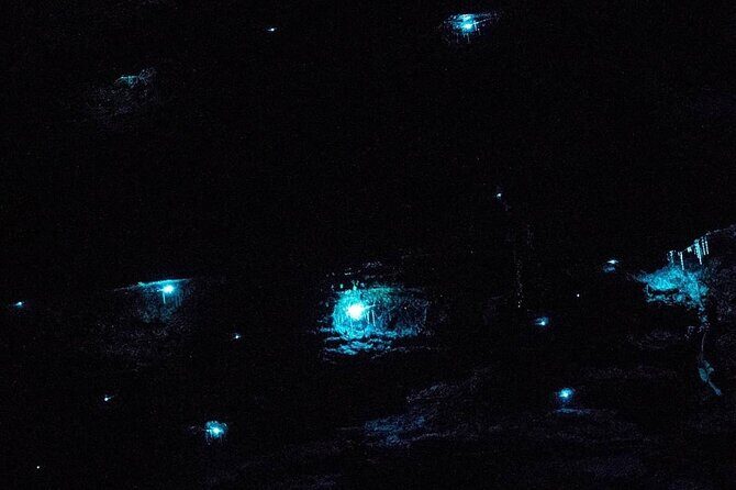 Blue Mountains Hiking Glow worms Cave Wildlife Spotlighting Night Adventure - A Nighttime Journey into the Blue Mountains