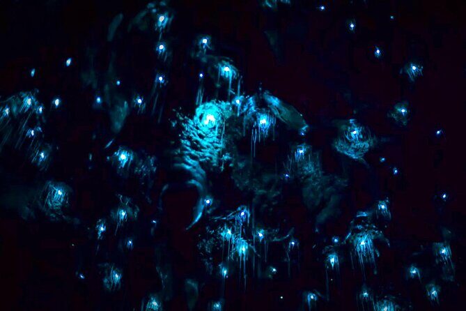 Blue Mountains Hiking Glow worms Cave Wildlife Spotlighting Night Adventure - The Value of Small Groups and Guided Tour
