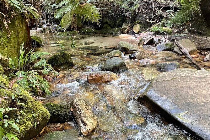 Blue Mountains Private Tour & Memorable Gems & wild marsupials - Key Points