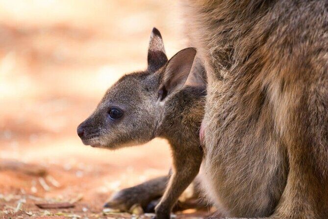 Blue Mountains Private Tour Sydney: Koala, Kangaroo, Scenic Views - Who Should Consider This Tour?