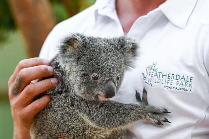 Blue Mountains: Private Tour with Wildlife and River Cruise - An Introduction to the Tour
