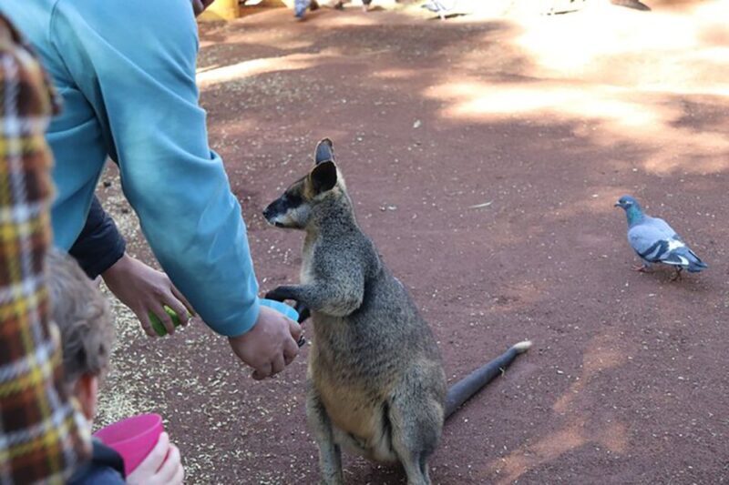Blue Mountains: Private Tour with Wildlife and River Cruise - Final Thoughts: Is It Worth It?