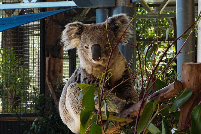Blue Mountains Small Group Tour with Lunch, Zoo and Scenic World - Final Thoughts
