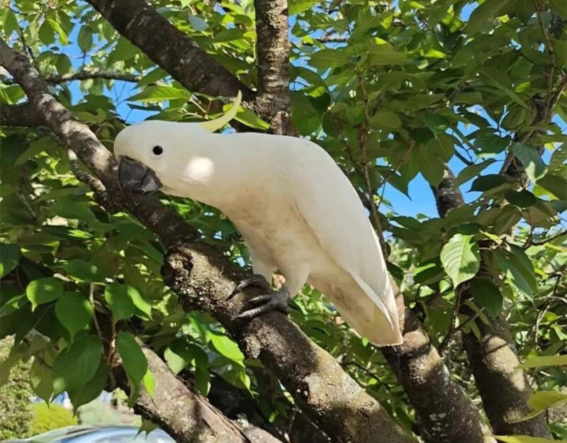 Blue Mountains Tour, Katoomba Falls & Cockatoos Small Group - Final Recommendations