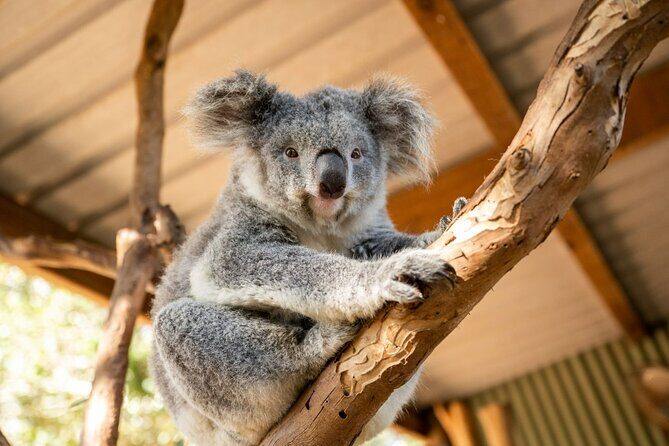 Blue Mountains Tour: Scenic World & Featherdale (Group max 10) - Discovering the Blue Mountains: An Honest Review of the Small-Group Tour