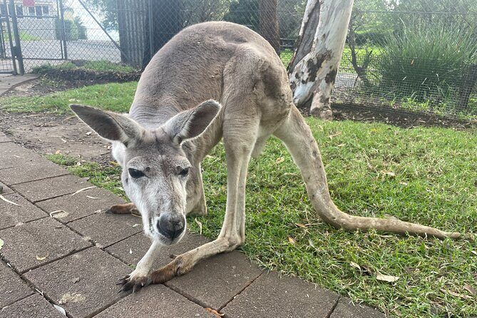 Blue Mountains Wildlife Full-Day Sights and Hiking from Sydney - A Closer Look at the Experience