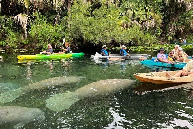 Blue Springs 4 Hour manatee Kayak Tour - The Tour Overview: What to Expect