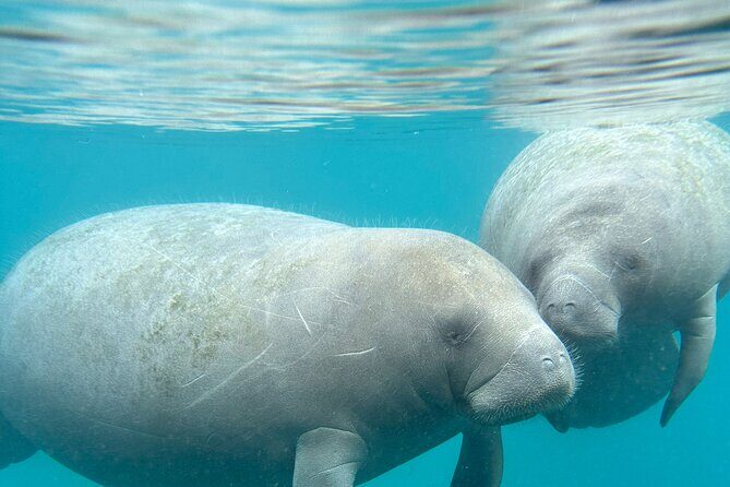 Blue Springs 4 Hour manatee Kayak Tour - Who Should Consider This Tour?