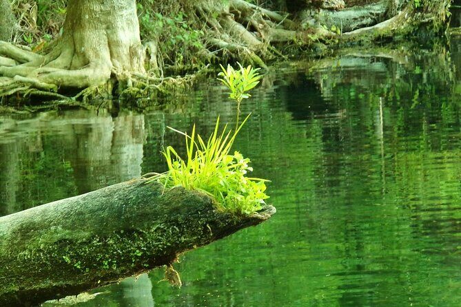 Blue Springs 4 Hour manatee Kayak Tour - Final Thoughts