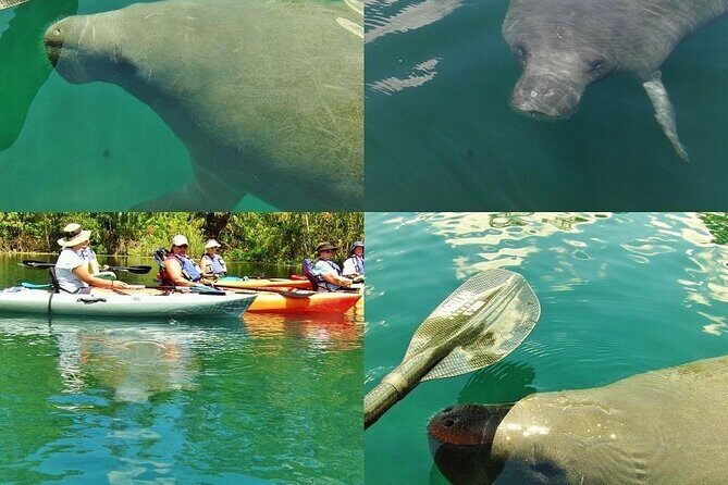 Blue Springs Kayak & Swim Wildlife Adventure - Who Will Appreciate This Tour Most?