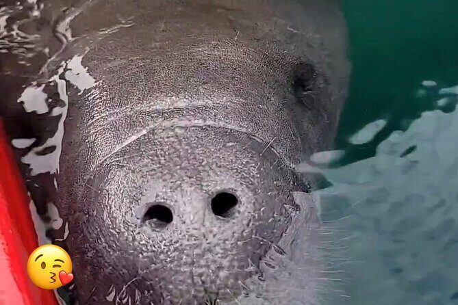 Blue Springs Manatee Tours & Wildlife Adventure Orlando - Why Choose This Tour? A Deep Dive