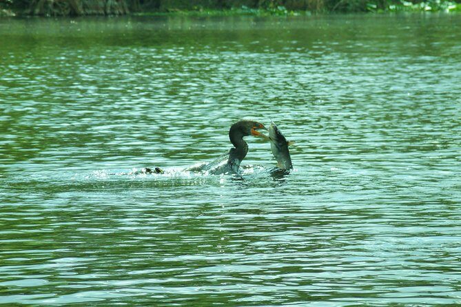 Blue Springs Manatee Tours & Wildlife Adventure Orlando - Analyzing Value and Practicalities