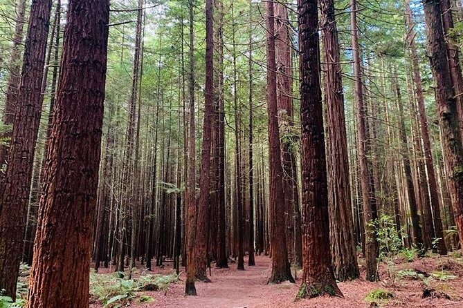 Blue Springs, Redwood Forest, Huka Falls Private tour - A Closer Look at the Itinerary