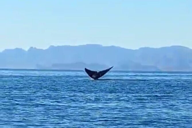 Blue Whale Watching Experience in Loreto - Key Points