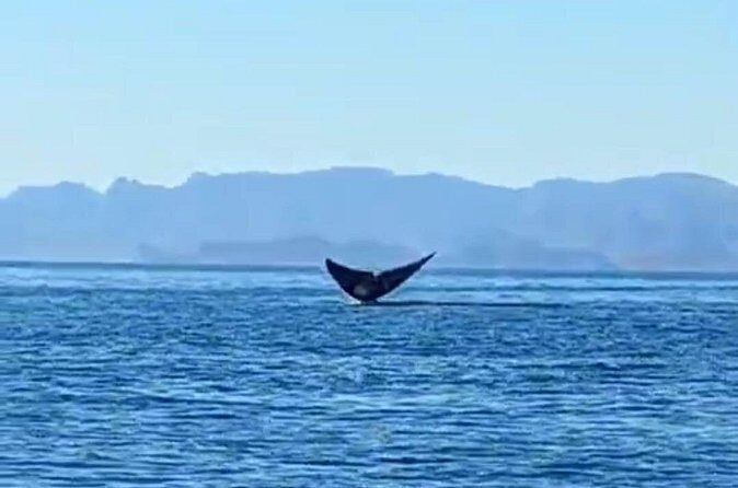 Blue Whale Watching Experience in Loreto - Introduction to the Loreto Blue Whale Tour