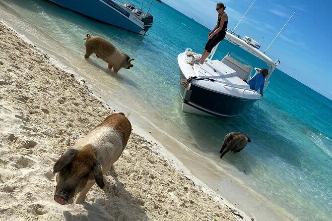 Boat Charters & Excursions - FAQ