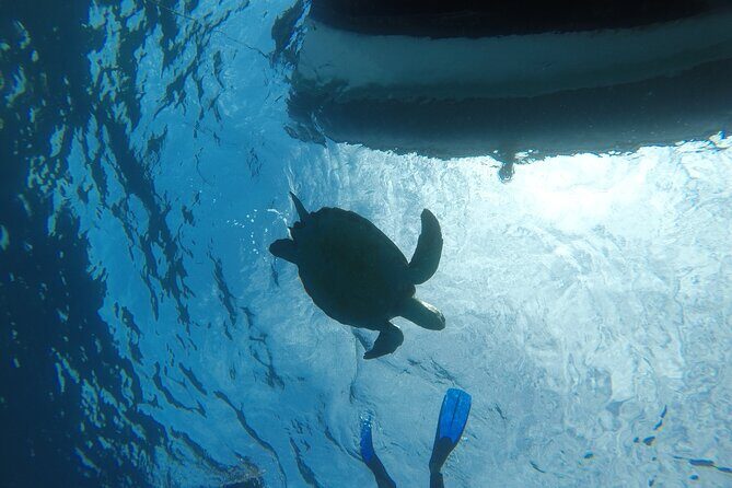 Boat Excursion to visit underwater lava tongues - FAQ