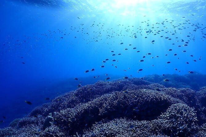 Boat Fundive 2Dives Minna, Sesoko , Motobu Okinawa - The Value of a Guided Private Experience