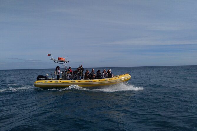Boat Tour - Arrábida Coves - Who Will Love This Tour?