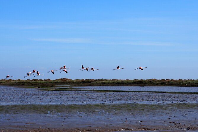 Boat Tour - Bird Observation in the Tejo Nature Reserve - Introduction: An Unmissable Birdwatching Adventure in Lisbon