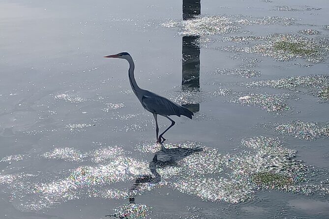Boat Tour - Bird Observation in the Tejo Nature Reserve - Key Points