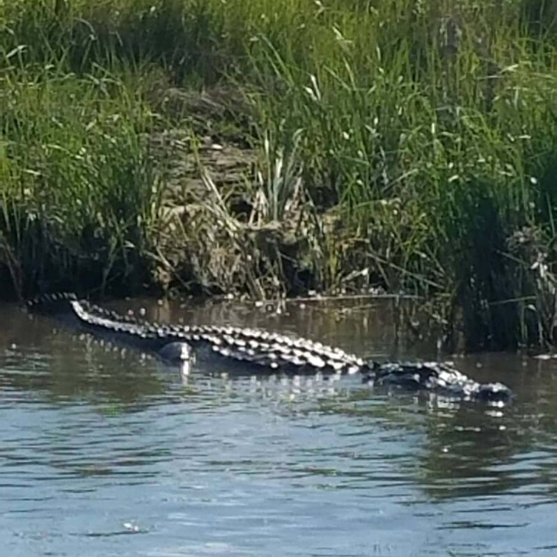 Boat Tour of Louisiana Bayous Near New Orleans - An In-Depth Look at the Louisiana Bayou Boat Tour