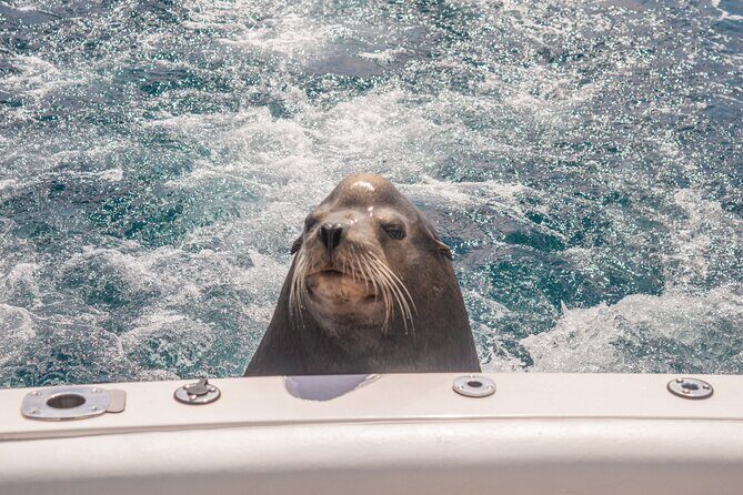 Boat Tour Snorkeling Tour with Guide, Drinks and Fruit - Final Thoughts: Is This Tour Right for You?