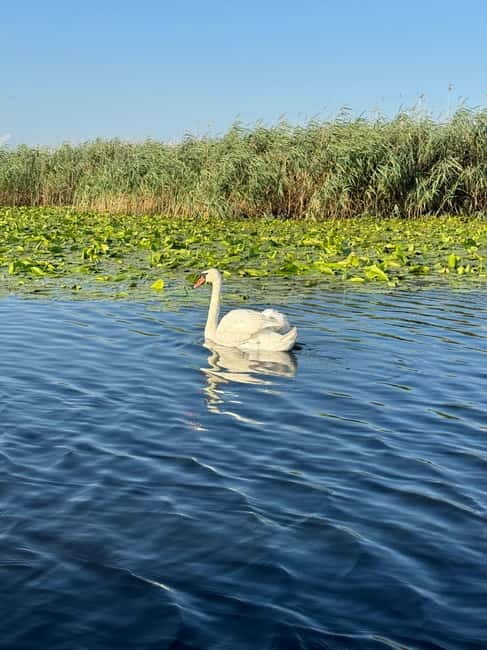 Boat Tour to Letea Forest - Starting Point: The Meeting and Logistics