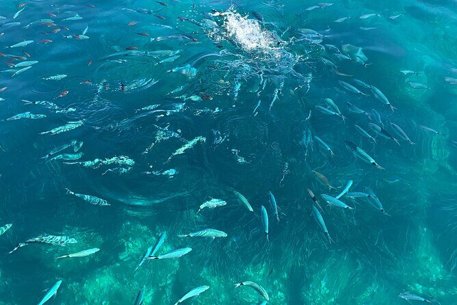 Boat Tour to Procida and Ischia, discover Private Secret Beaches - A Closer Look at the Itinerary