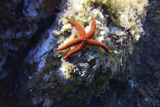 Boat Trip and Snorkeling in the Gulf of Calvi - The Experience in Detail: What You Can Expect
