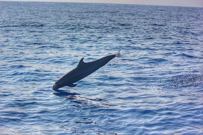 Boat Trip to See Marine Life in Puerto Escondido - Introduction: What This Marine Life Boat Trip Brings to the Table
