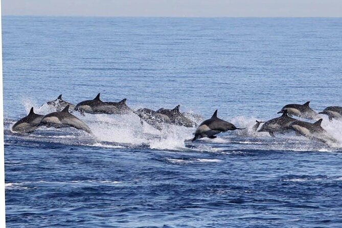 Boat Trip to See Marine Life in Puerto Escondido - What Do Travelers Say?