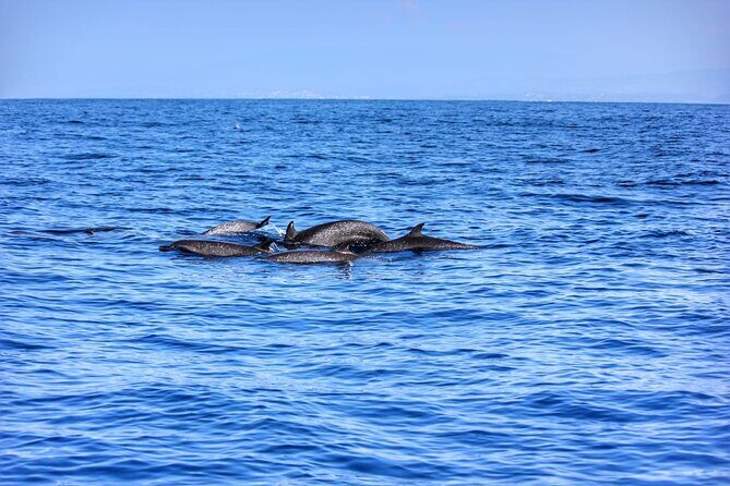 Boat Trip to See Marine Life in Puerto Escondido - The Sum Up: Who Will Love This Trip?