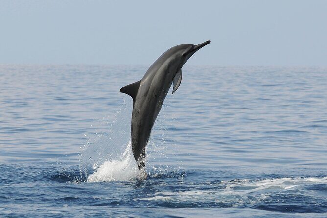 Boat Trip to See Marine Life in Puerto Escondido - FAQ